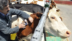 پایش بیش از ۴۶ هزار رأس دام در خوزستان برای کنترل بیماری‌های وا…