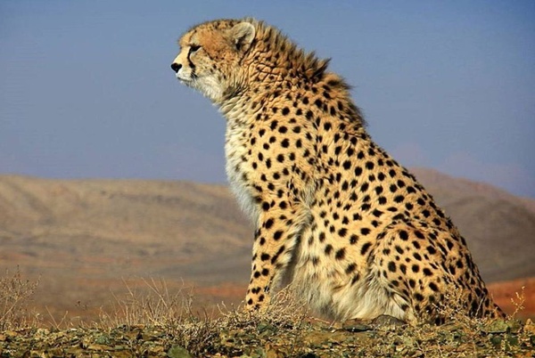 Asiatic Cheetah "Helia" Spotted in North Khorasan Reserve Area